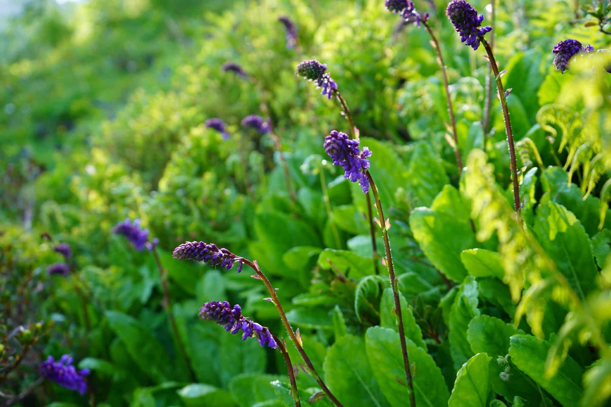 Gailtal Journal - Wulfenia steht in voller Blüte