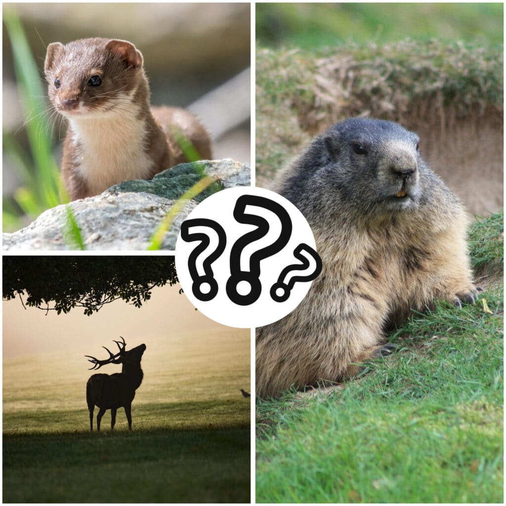 Gailtal Journal - Tier des Jahres 2026: Jetzt mitstimmen – wer gewinnt ...