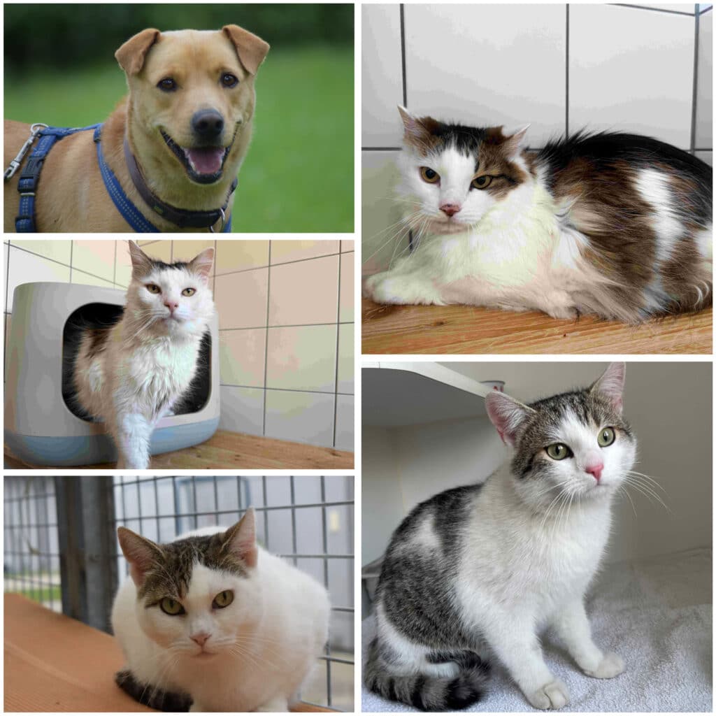Gailtal Journal - Tierheim Villach: Diese tierischen Schützlinge hoffen ...